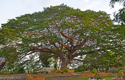 LA UNION CENTENNIAL TREE (ALSO KNOWN AS CARCARMAY ACACIA TREE; VICTOR ...