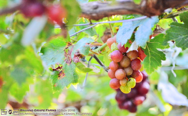 Bauang Grape Farms – Loneprowler