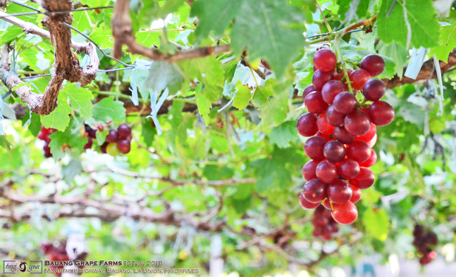 Bauang Grape Farms – Loneprowler