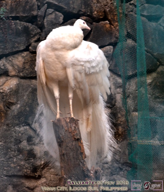 Baluarte: A Zoo and Museum in Vigan City – Loneprowler