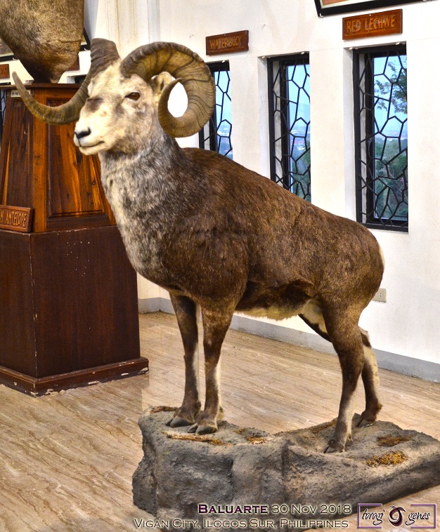 Baluarte: A Zoo and Museum in Vigan City – Loneprowler