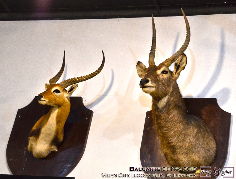 Baluarte: A Zoo and Museum in Vigan City – Loneprowler