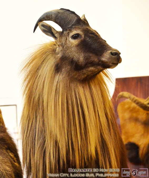 Baluarte: A Zoo and Museum in Vigan City – Loneprowler