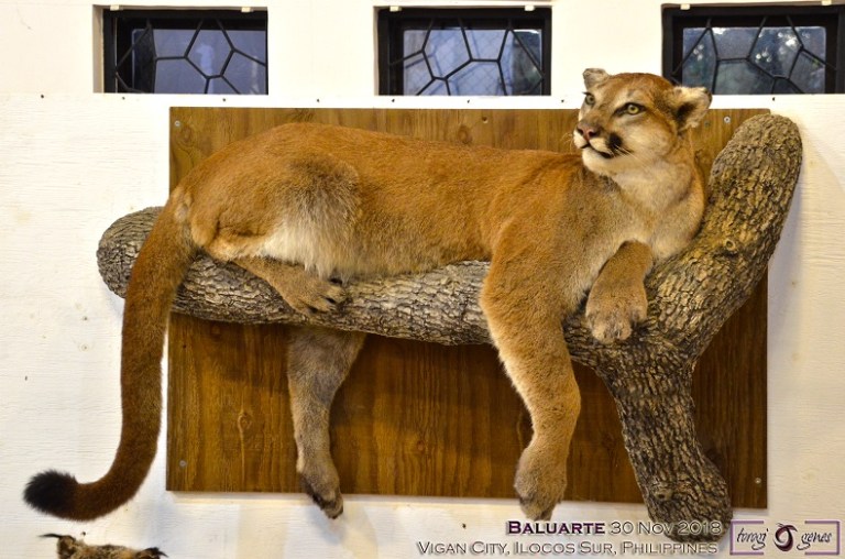 Baluarte: A Zoo and Museum in Vigan City – Loneprowler