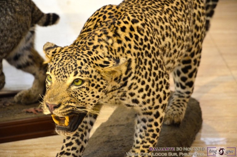 Baluarte: A Zoo and Museum in Vigan City – Loneprowler
