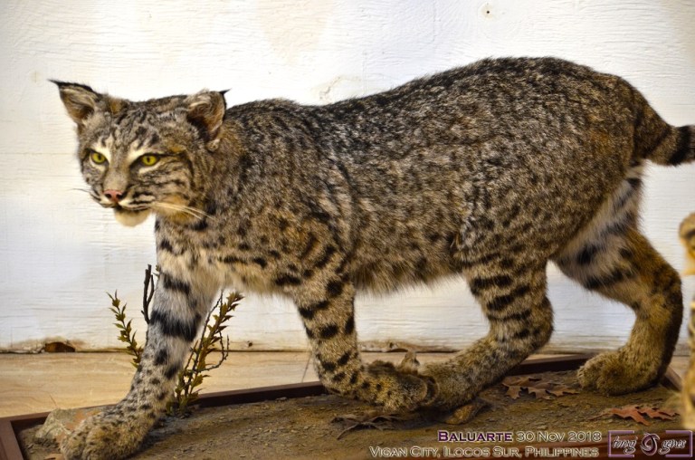 Baluarte: A Zoo and Museum in Vigan City – Loneprowler