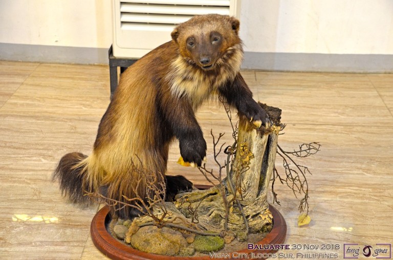 Baluarte: A Zoo and Museum in Vigan City – Loneprowler